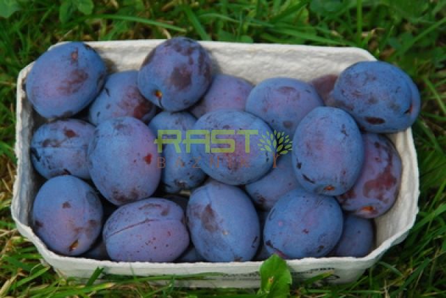 Sliva TOPTASTE aromatična in odporna