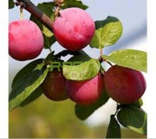 Rumena sliva Rhein Gold je cepka odličen okus