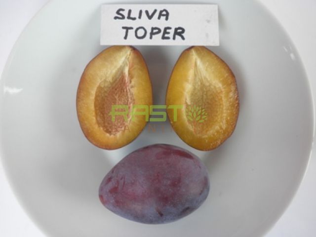 Rumena sliva Rhein Gold je cepka odličen okus